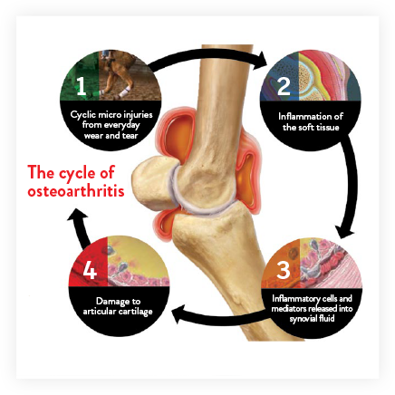 Equine osteoarthritis & joint pain | BI Equine Canada