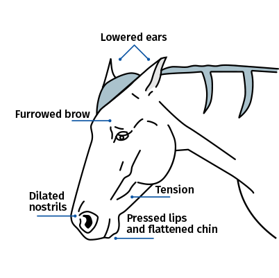 Equine osteoarthritis & joint pain | BI Equine Canada