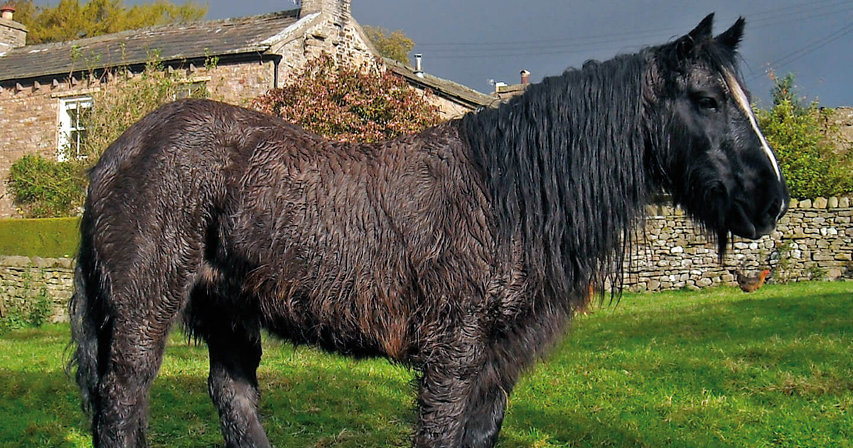 Equine Cushing's Disease Early Symptoms at Joyce Hartmann blog